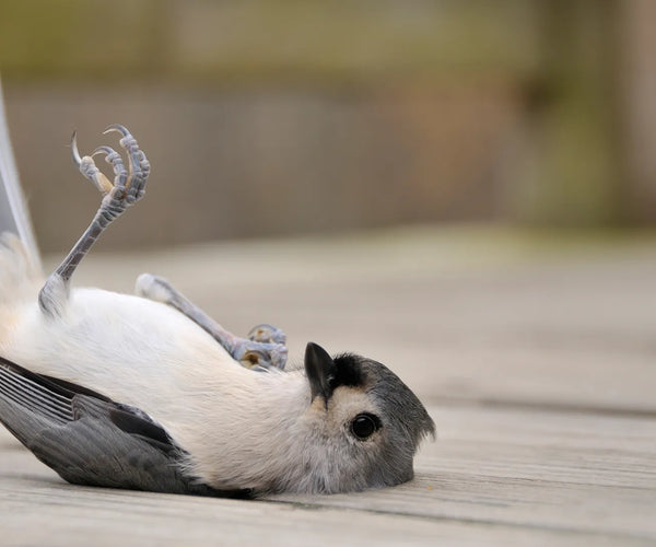 How to Rescue a Trapped Bird – Wnkrs